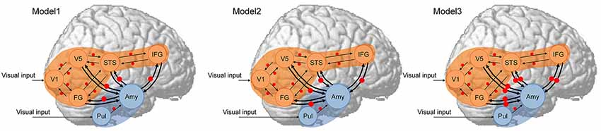 Frontiers | Atypical Amygdala–Neocortex Interaction During Dynamic ...
