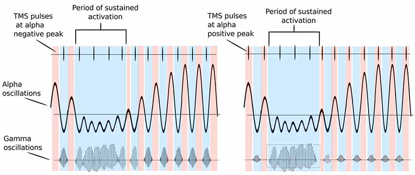 Frontiers | Can Oscillatory Alpha-Gamma Phase-Amplitude Coupling be ...