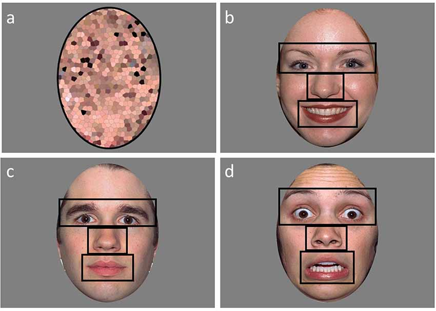 Frontiers | Atypical Social Attention and Emotional Face Processing in Autism Spectrum Disorder ...
