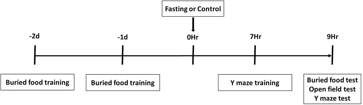 Frontiers | Acute Fasting Does Not Induce Cognitive Impairment in Mice