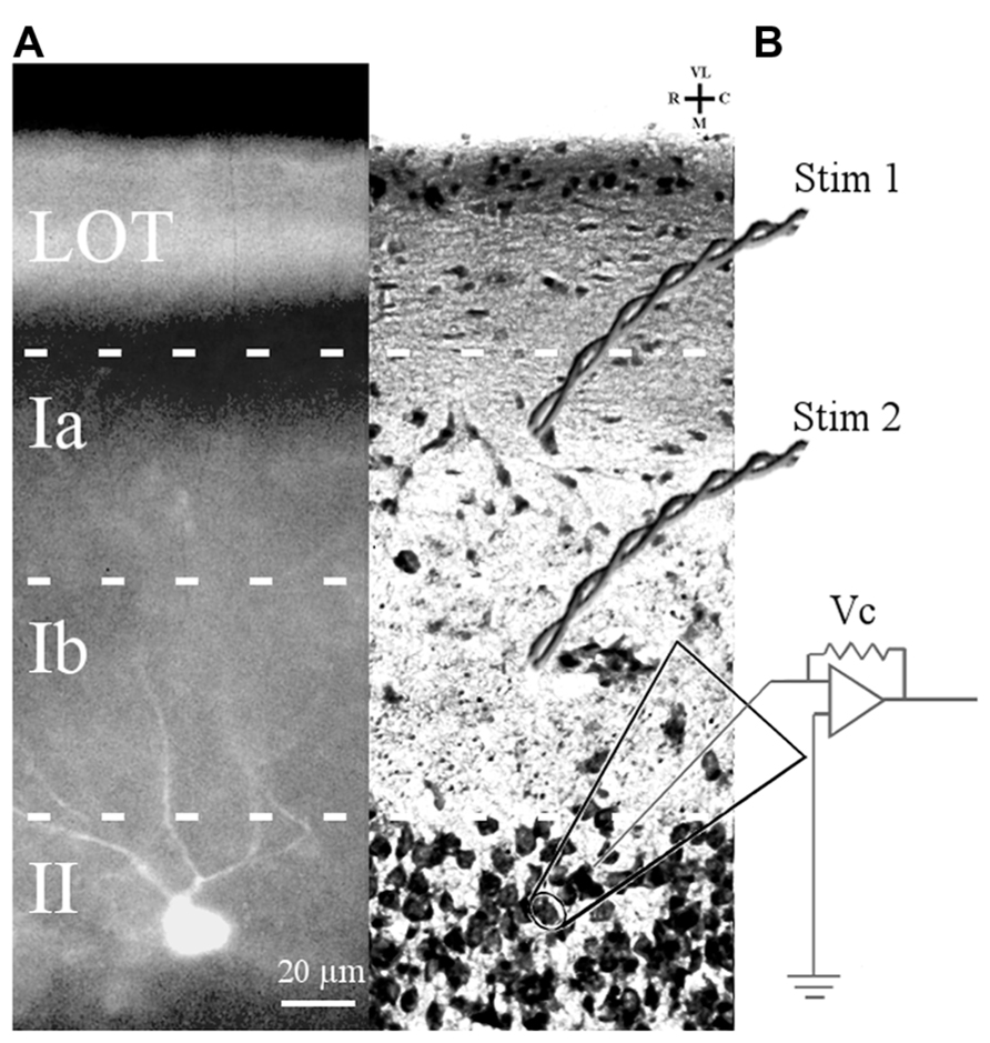 Frontiers | Evidence for loss of synaptic AMPA receptors in anterior piriform cortex of aged mice