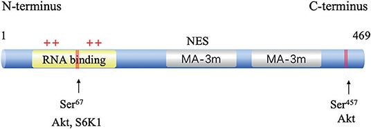 Frontiers | The Regulatory Role of Non-coding RNAs on Programmed Cell ...