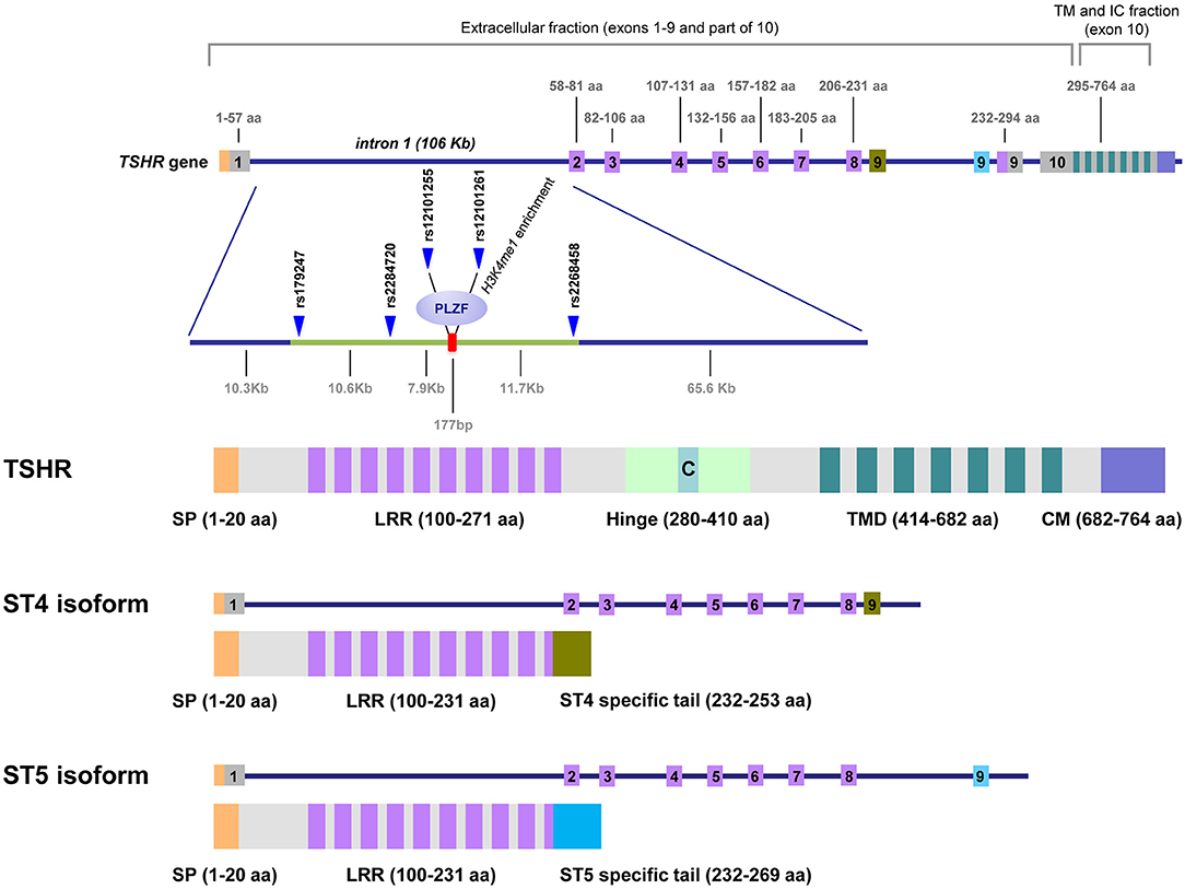 Frontiers | Regulation of TSHR Expression in the Thyroid and Thymus May ...