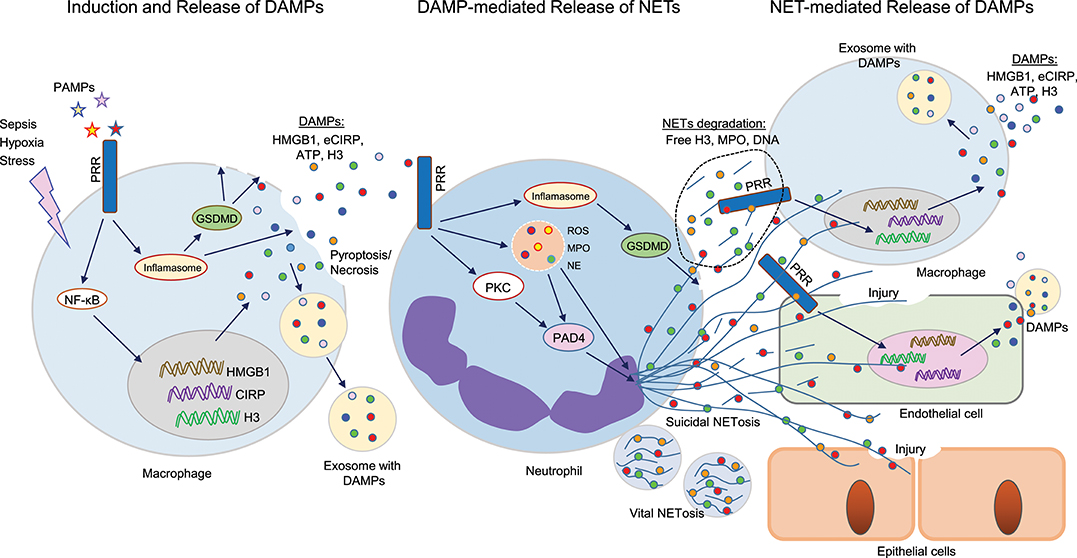 Frontiers | DAMPs and NETs in Sepsis