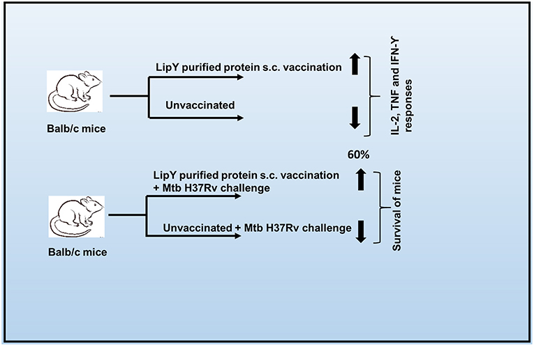 Frontiers | Commentary: Bettering BCG: a tough task for a TB vaccine?