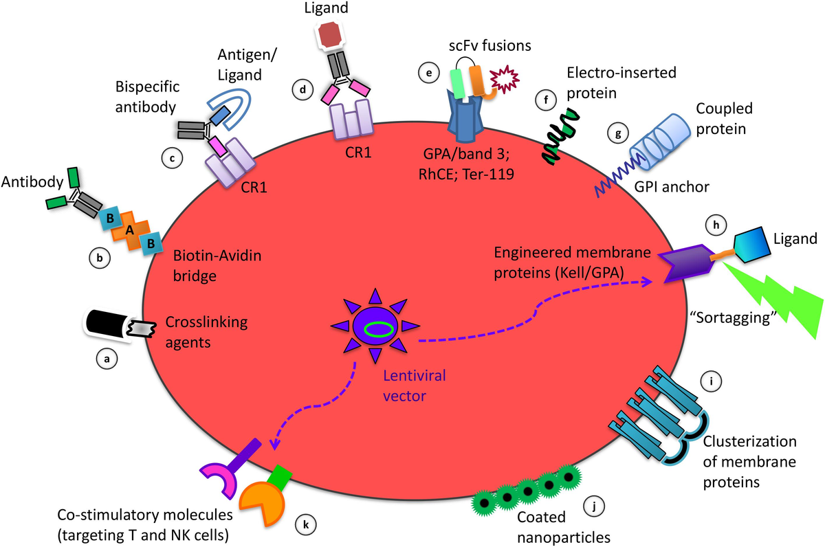 Red Blood Cell Antigens
