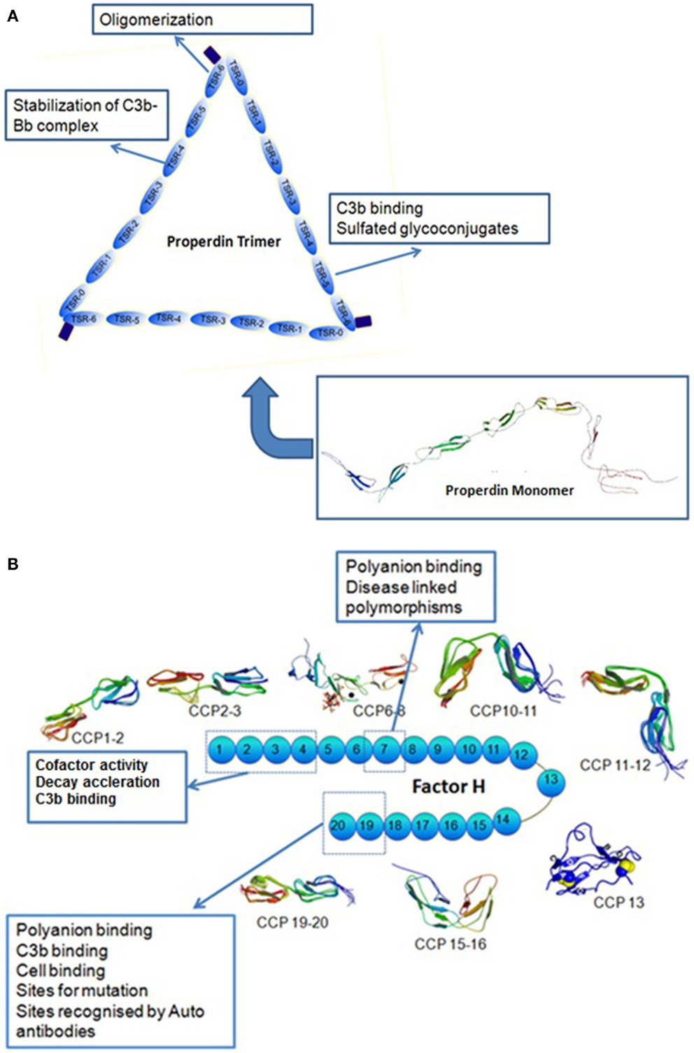 Frontiers | Properdin and Factor H: Opposing Players on the Alternative ...