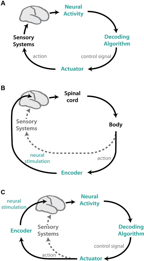 Frontiers | Creating new functional circuits for action via brain ...