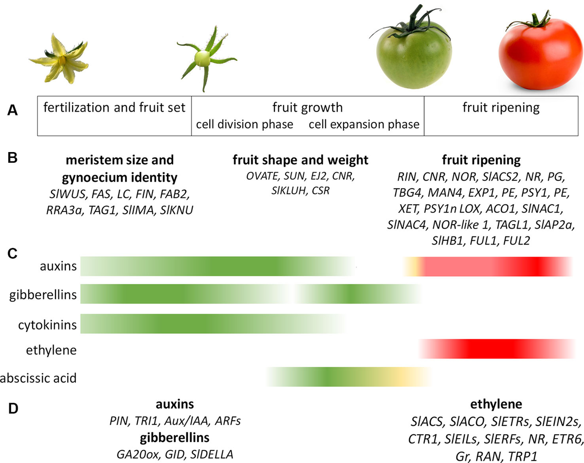 Frontiers | Tomato Fruit Development and Metabolism