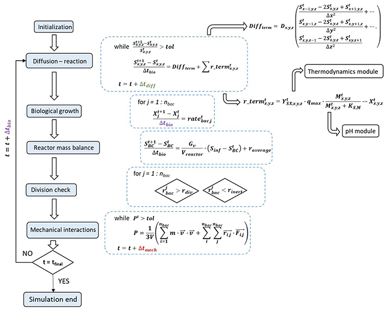 Frontiers | Individual Based Model Links Thermodynamics, Chemical ...