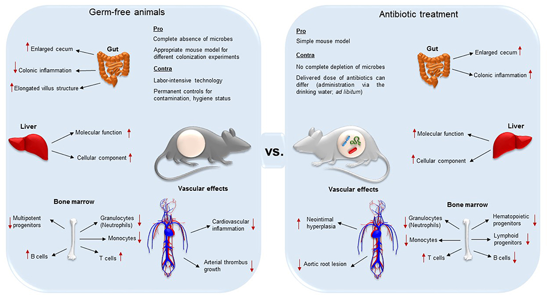 Frontiers | Antibiotic Treatment Protocols and Germ-Free Mouse Models ...