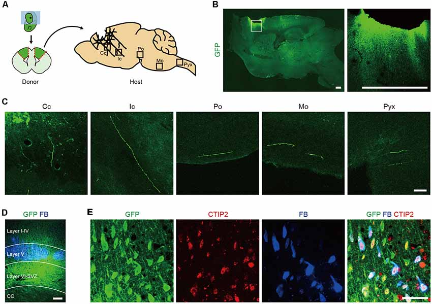 Frontiers | L1CAM Is a Marker for Enriching Corticospinal Motor Neurons ...