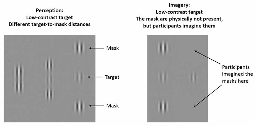 Frontiers | Early-Stage Vision and Perceptual Imagery in Autism ...
