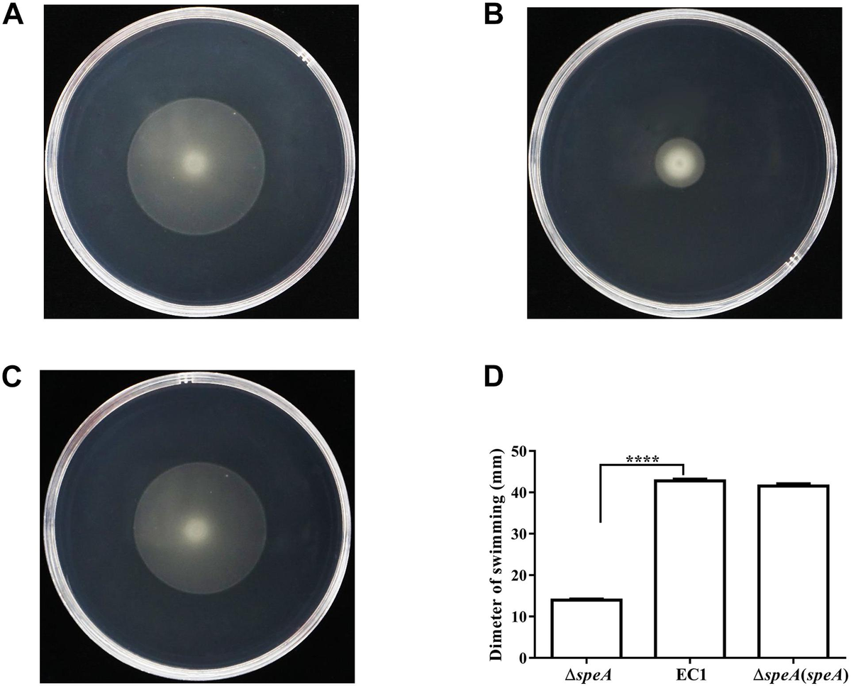 Frontiers | Putrescine Is an Intraspecies and Interkingdom Cell-Cell ...