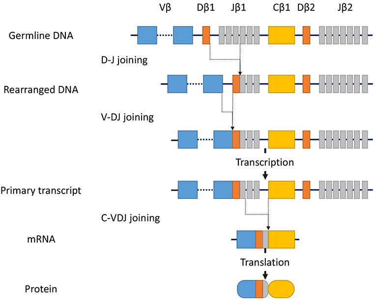 Frontiers | Next-Generation Sequencing Technologies for Early-Stage ...