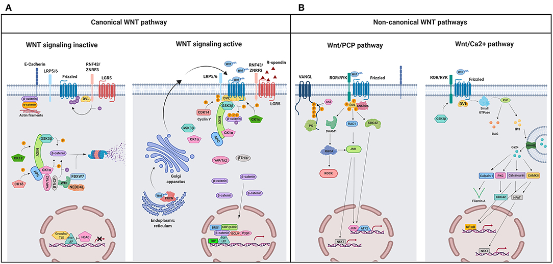 Frontiers | WNT Signaling in Tumors: The Way to Evade Drugs and Immunity