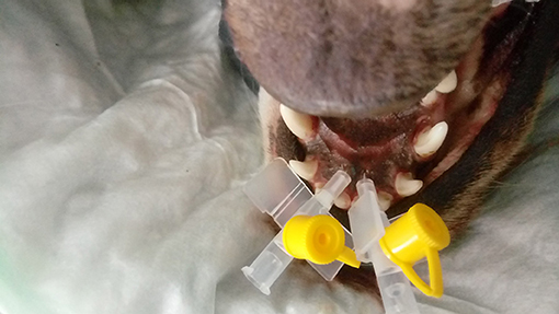 Frontiers | MRI Features of the Vomeronasal Organ in Dogs (Canis ...