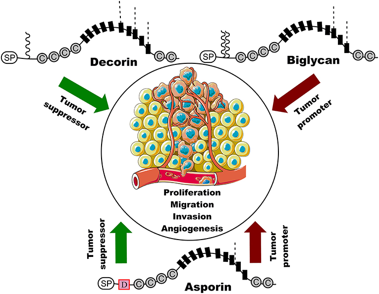 Frontiers | Multifaceted Roles of Asporin in Cancer: Current Understanding
