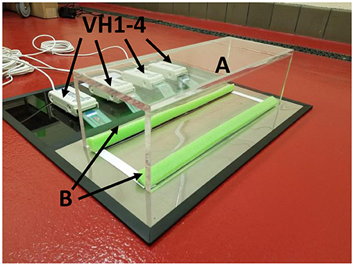 Frontiers | Biometric Data Comparison Between Lewis and Sprague Dawley Rats