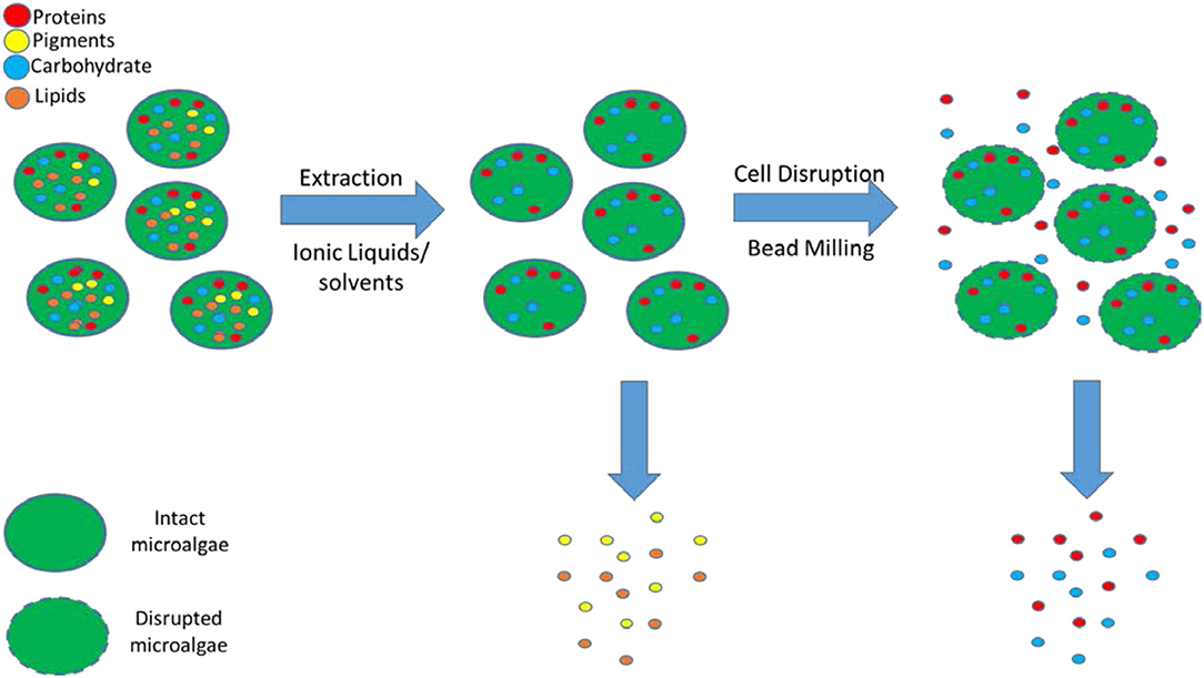 Frontiers | Mild Fractionation of Hydrophilic and Hydrophobic ...