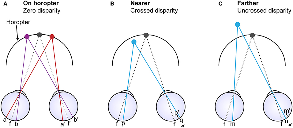 Frontiers | An Alternative Theory of Binocularity