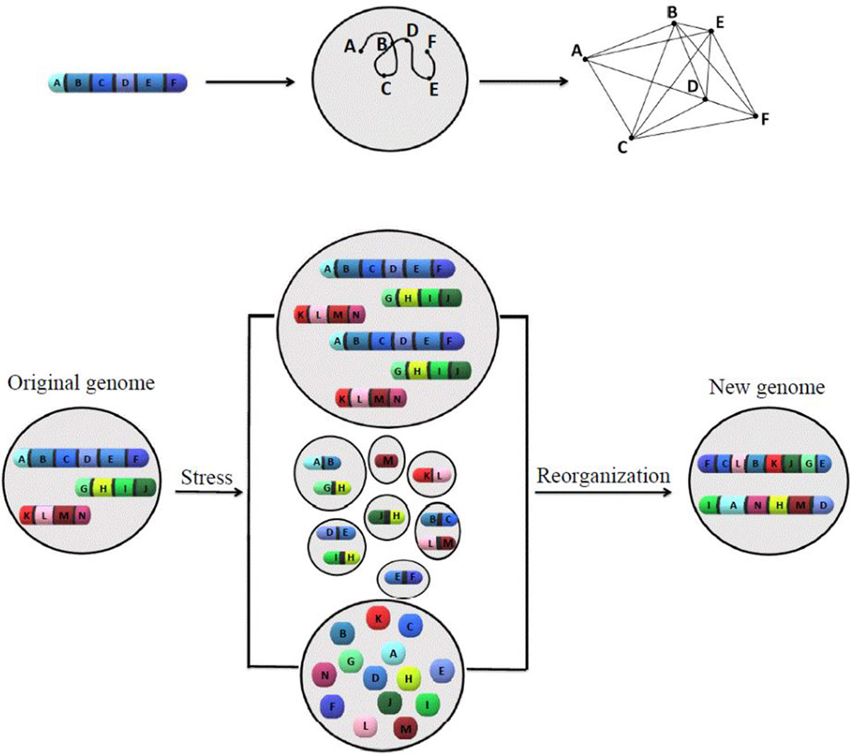 Frontiers | What Is Karyotype Coding and Why Is Genomic Topology ...