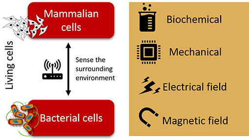 Frontiers | Electroactive Smart Materials: Novel Tools for Tailoring ...