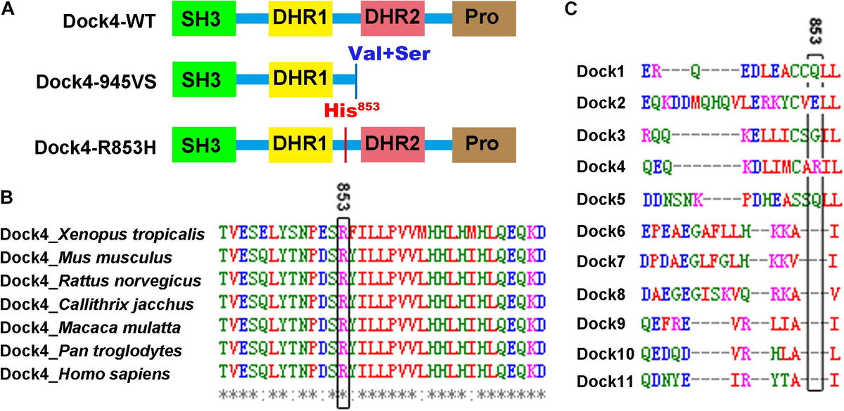 Frontiers | Two Autism/Dyslexia Linked Variations of DOCK4 Disrupt the ...