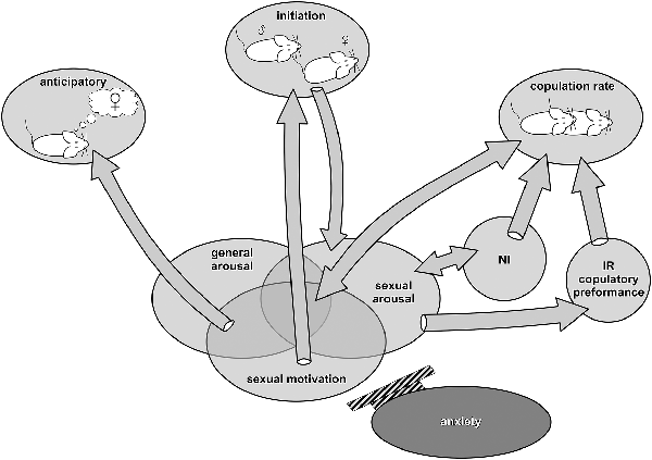 Frontiers | The Sexual Motivation of Male Rats as a Tool in Animal ...