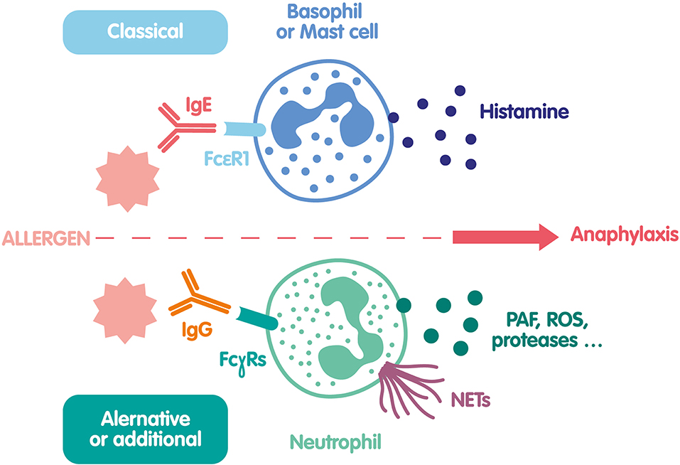 Frontiers | Neutrophil Extracellular Traps in Autoimmunity and Allergy ...