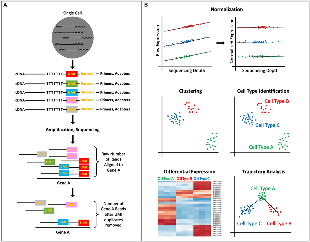 Frontiers | Single-Cell RNA Sequencing of the Cardiovascular System ...