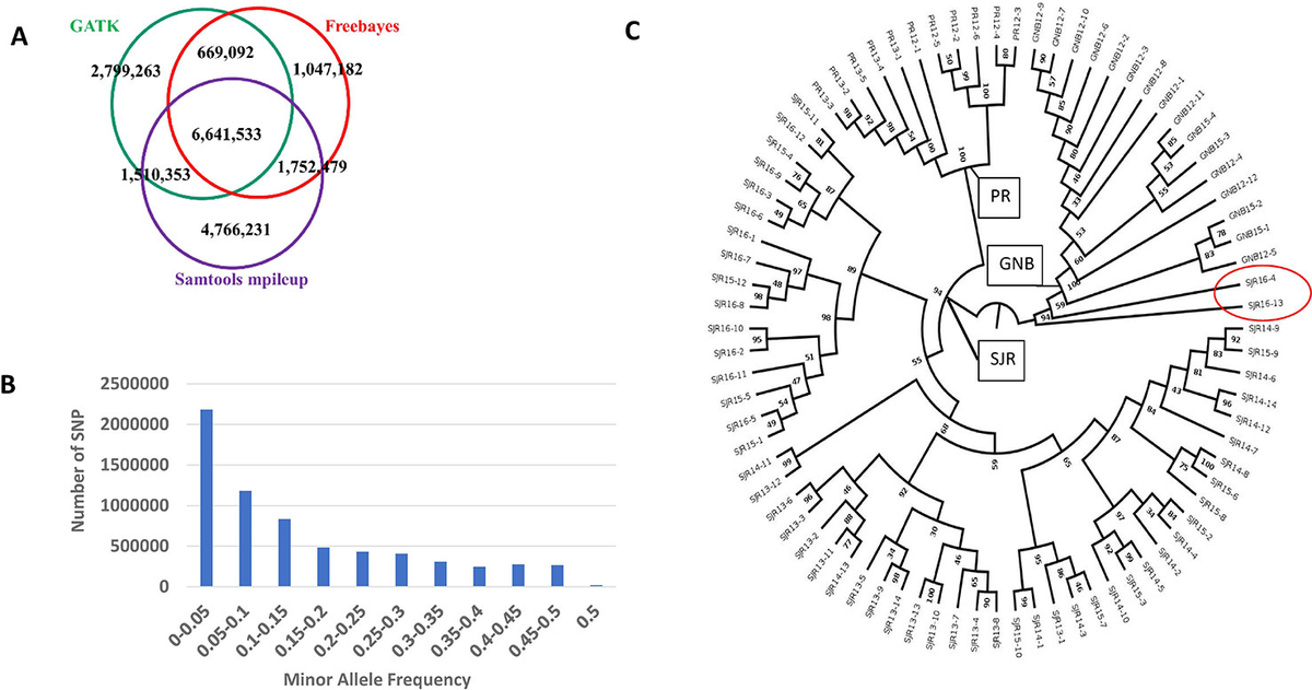 Frontiers | A New Single Nucleotide Polymorphism Database for North ...