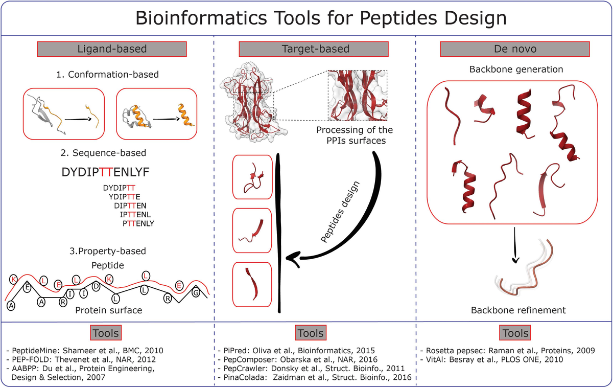 Frontiers | Bioinformatics and Biosimulations as Toolbox for Peptides ...