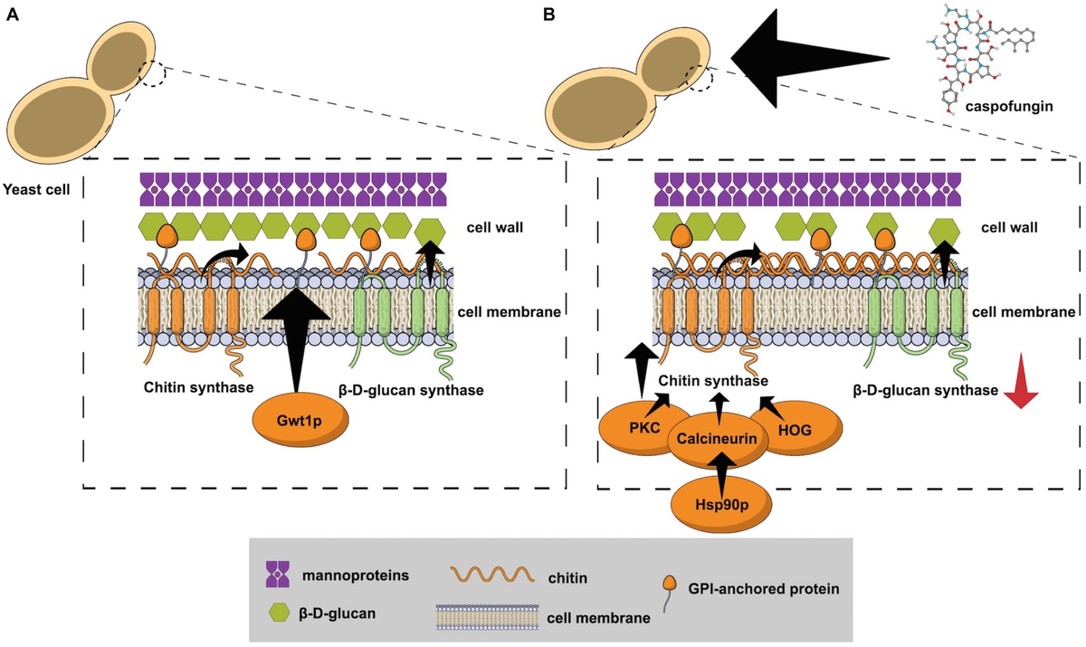 Frontiers | Fungal Cell Wall: Emerging Antifungals and Drug Resistance