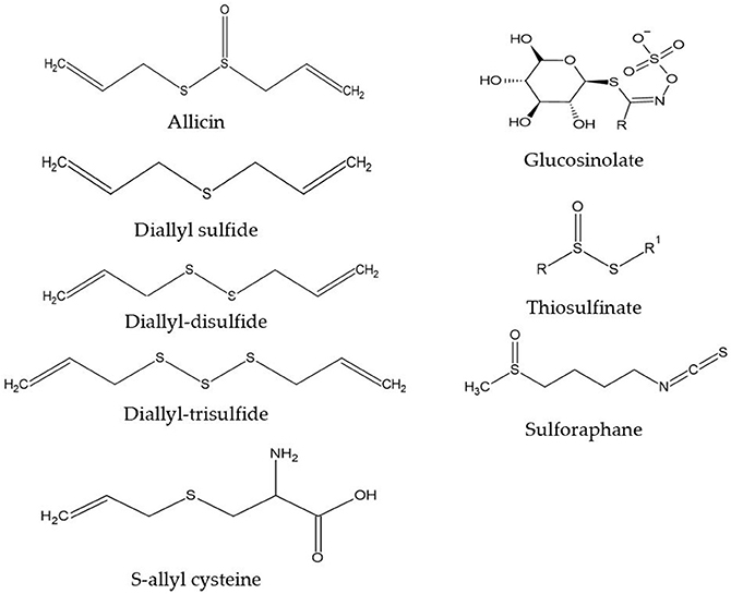 Frontiers | Organosulfur Compounds: A Review of Their Anti-inflammatory ...