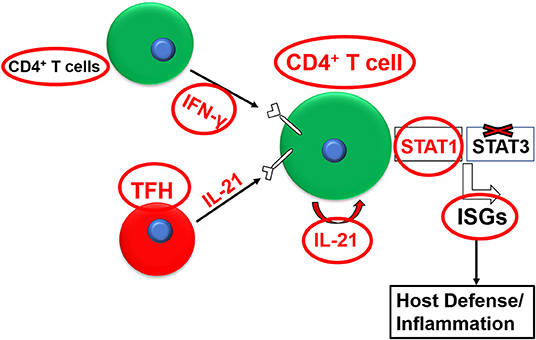 Frontiers | Interleukin (IL)-21 in Inflammation and Immunity During ...