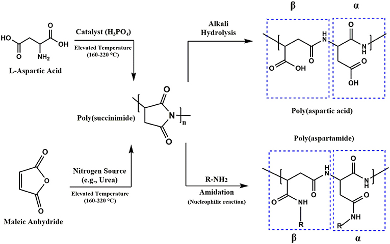 Frontiers | Hydrogels Based on Poly(aspartic acid): Synthesis and ...