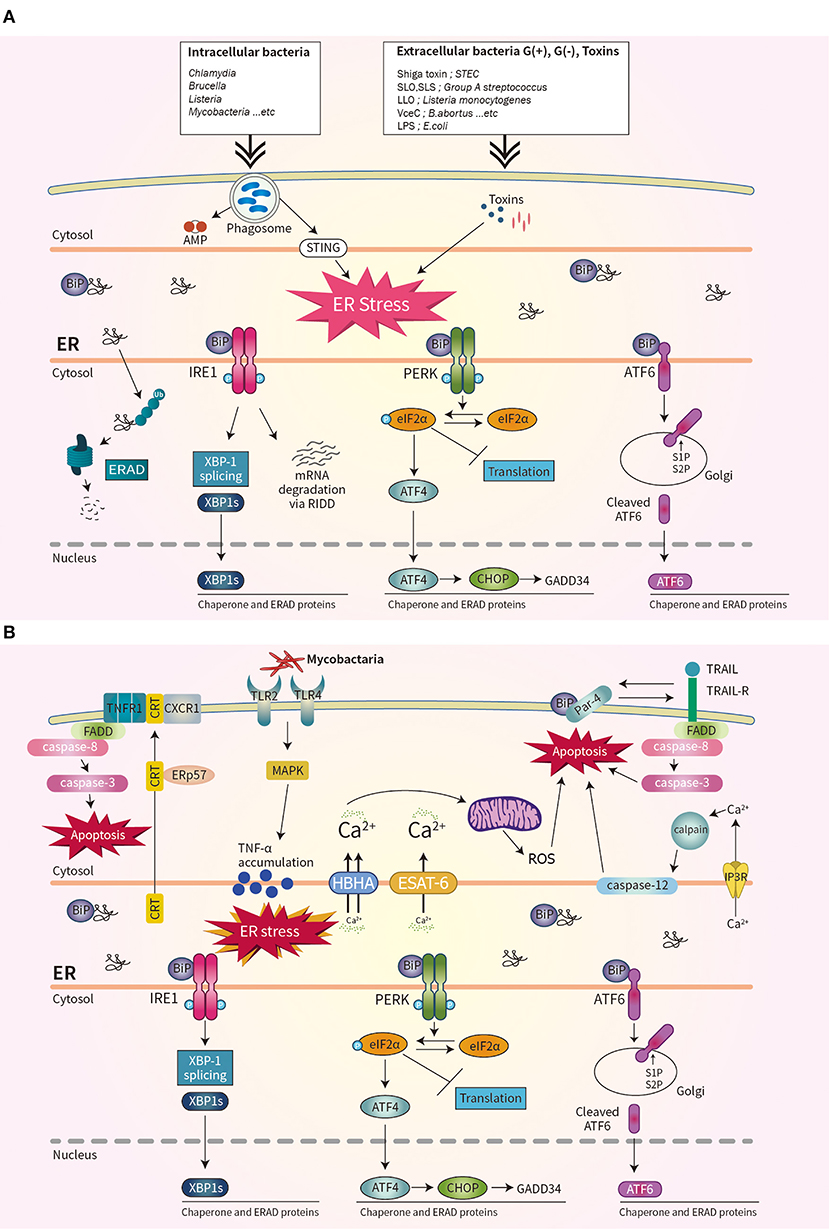 Frontiers | Insights Into the Role of Endoplasmic Reticulum Stress in ...