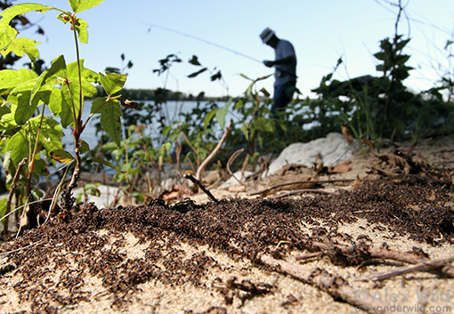 Frontiers | From Pavement to Population Genomics: Characterizing a Long ...