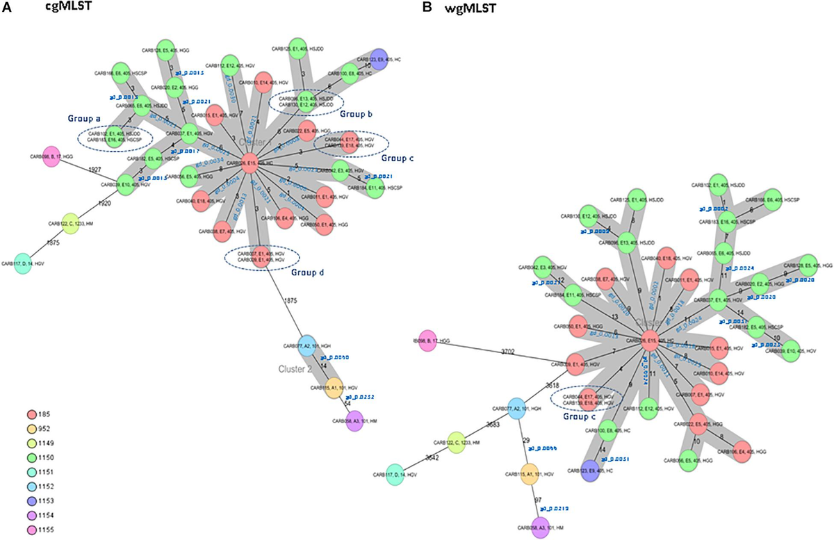 Frontiers | Core/Whole Genome Multilocus Sequence Typing and Core ...