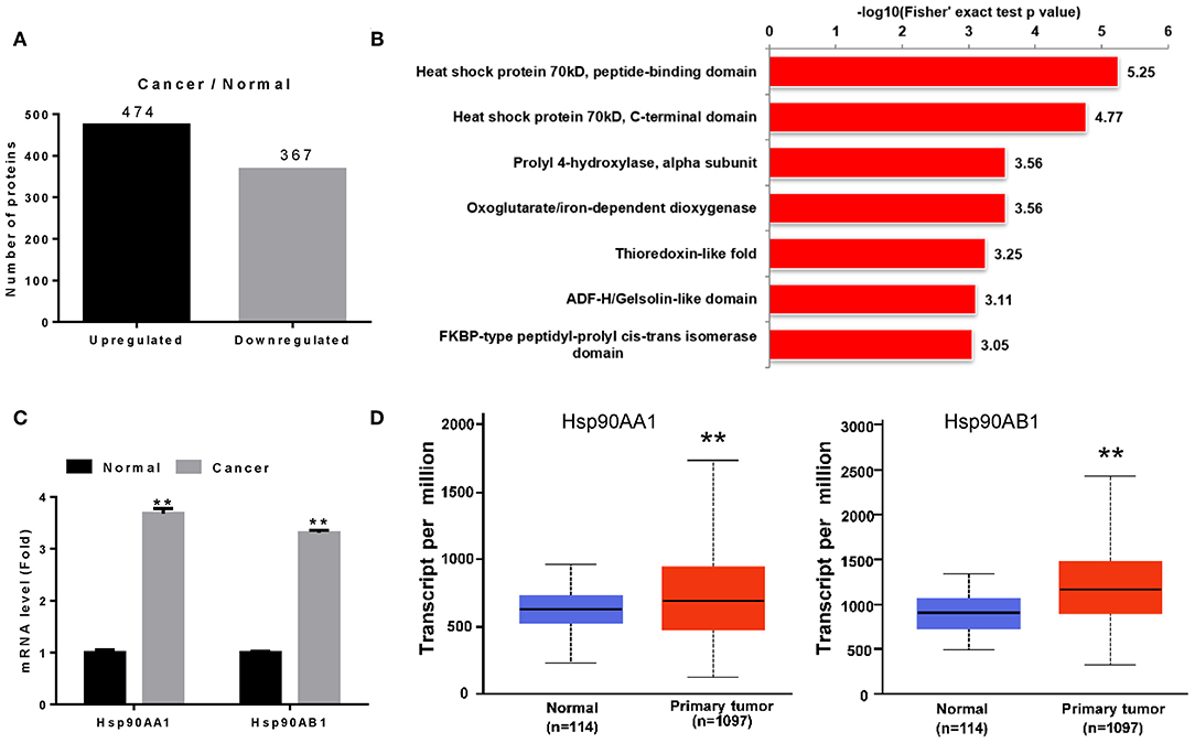 Frontiers | BJ-B11, an Hsp90 Inhibitor, Constrains the Proliferation ...