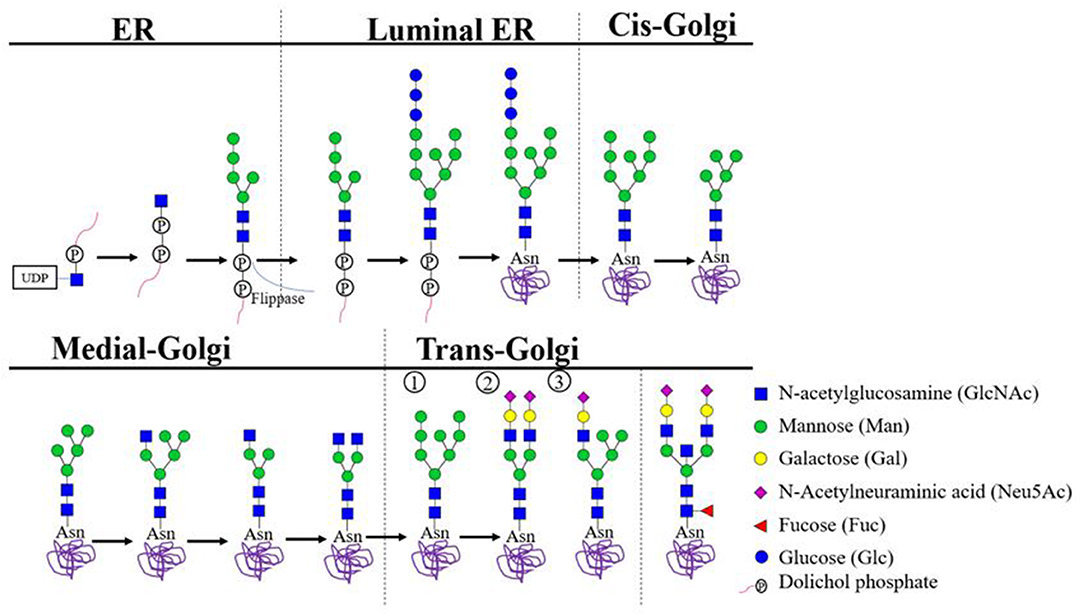 Frontiers | A Comparison of Immunoglobulin Variable Region N-Linked Glycosylation in Healthy ...