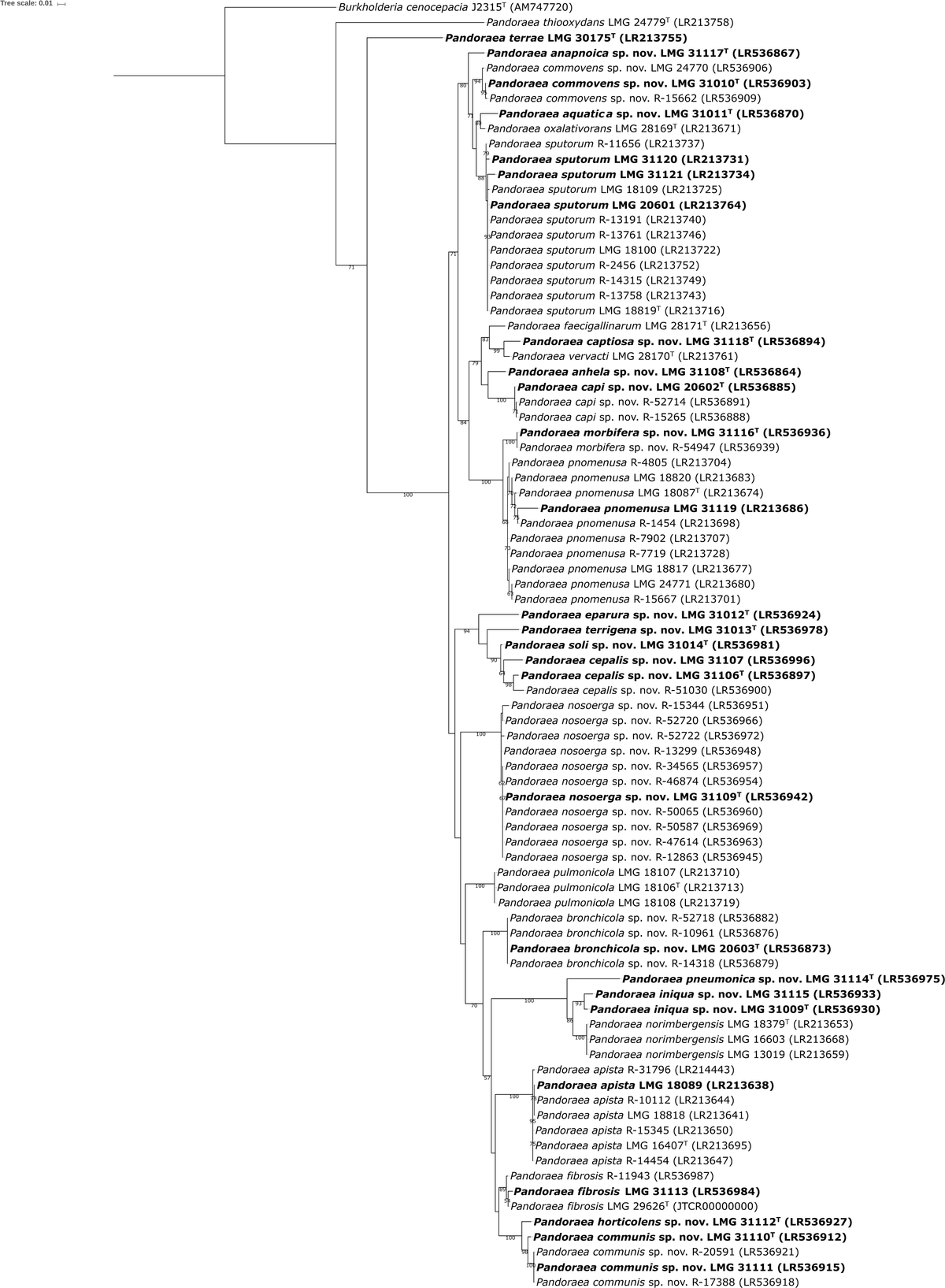 Frontiers | Comparative Genomics of Pandoraea, a Genus Enriched in ...