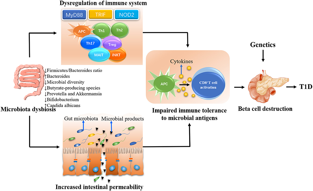 Frontiers Development of systemic and mucosal immune responses against ... Frontiers Development of systemic and mucosal immune responses against ...