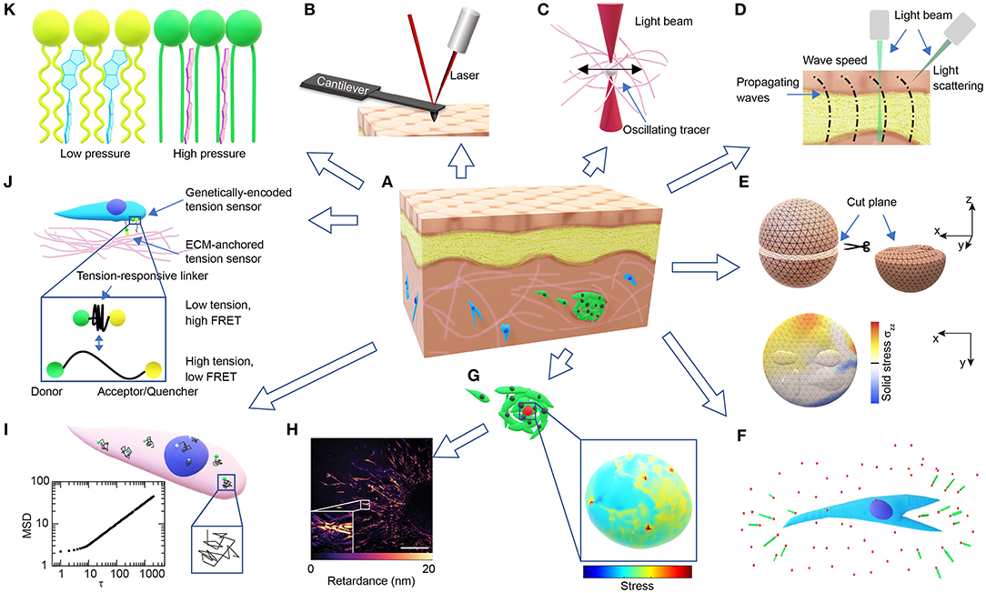 Frontiers | Microscale Interrogation of 3D Tissue Mechanics