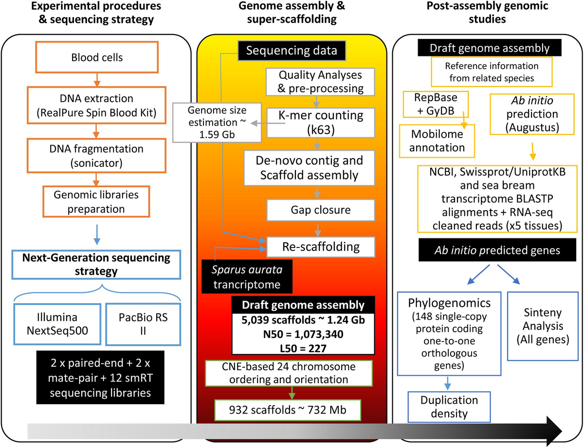 Frontiers | Genome Sequencing and Transcriptome Analysis Reveal Recent ...