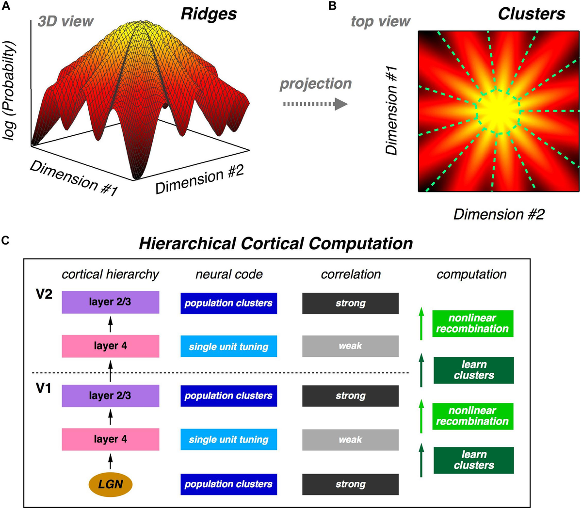Frontiers | Clustering of Neural Activity: A Design Principle for Population Codes
