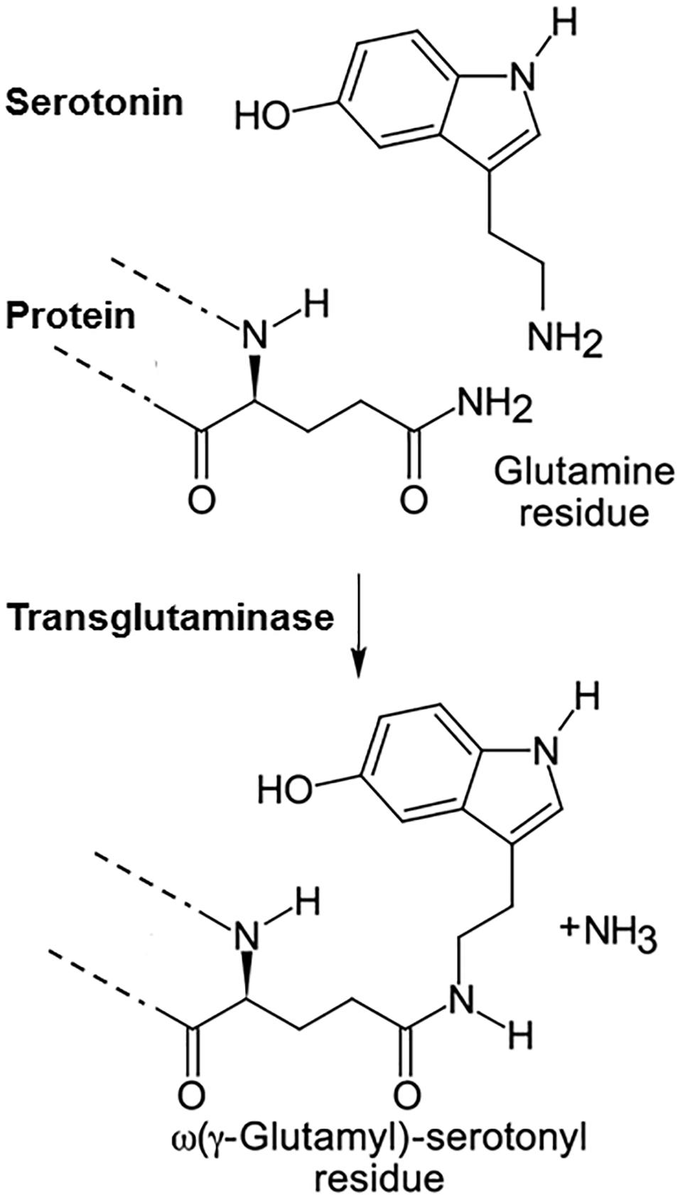 Frontiers | Serotonylation: Serotonin Signaling and Epigenetics