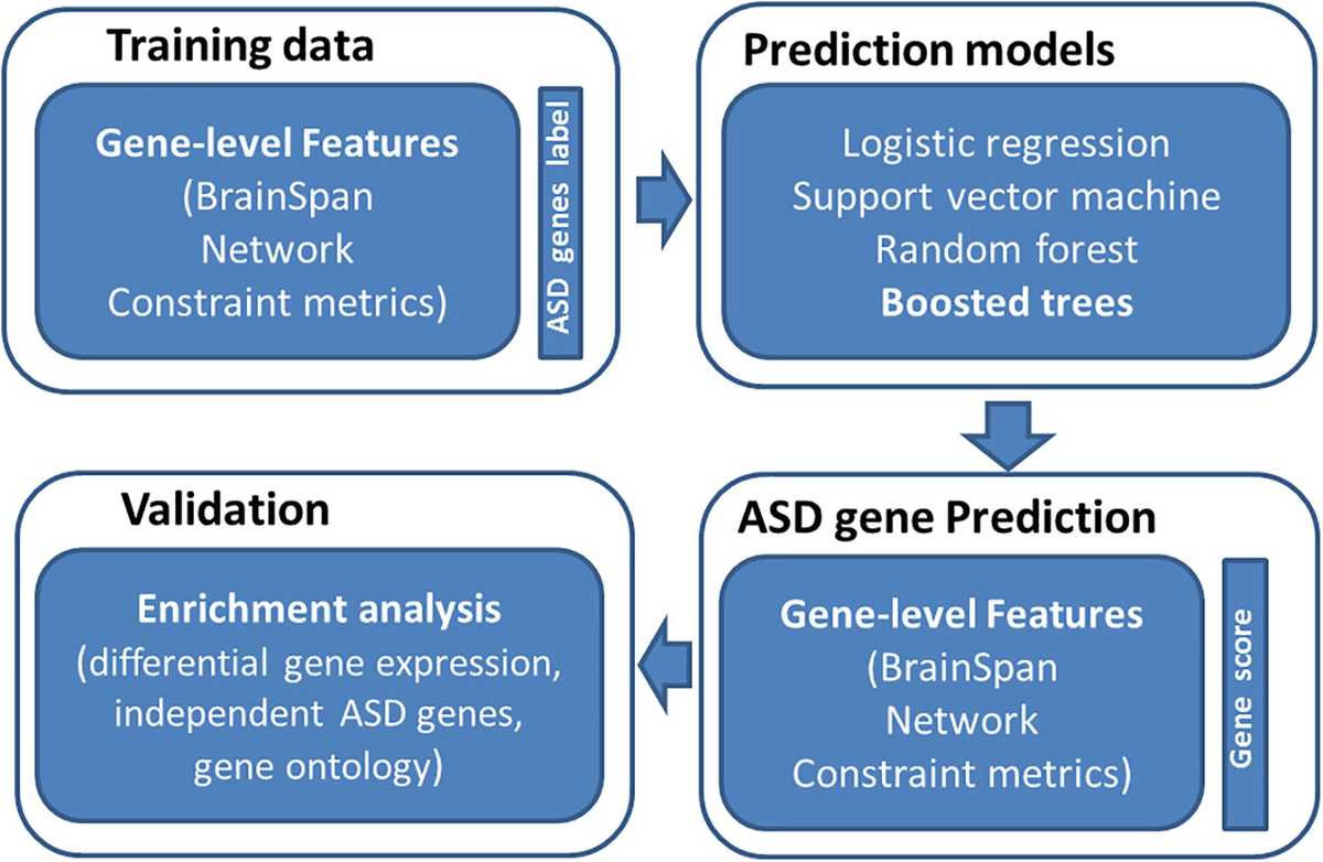 Frontiers | A Machine Learning Approach to Predicting Autism Risk Genes ...