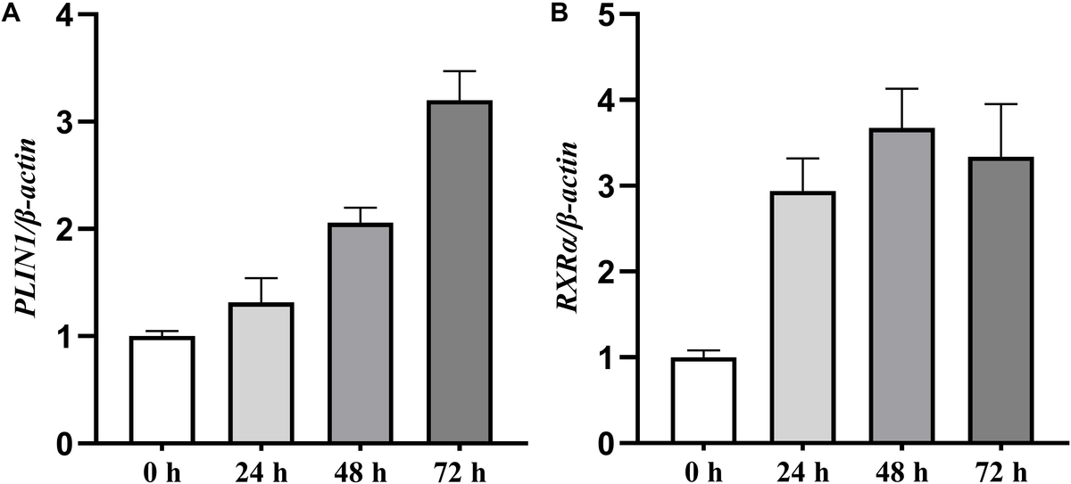 Frontiers | RXRα Positively Regulates Expression of the Chicken PLIN1 ...